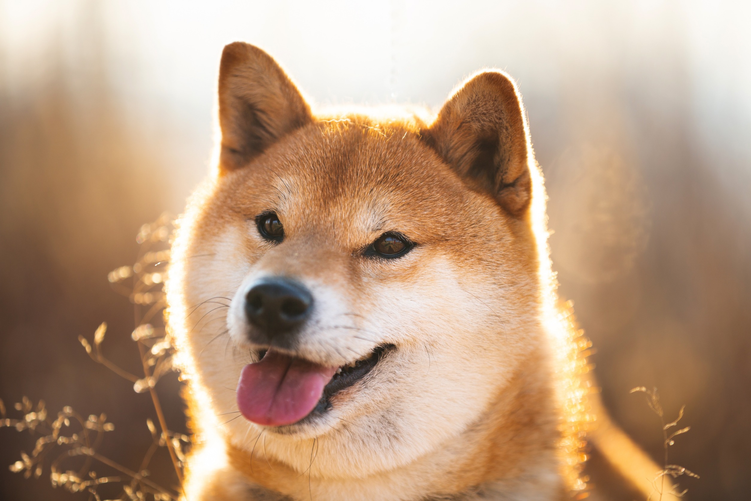 Doge Spikes 20%+ As Iconic Shiba Inu Replaces Twitter’s Bird - Tokenist
